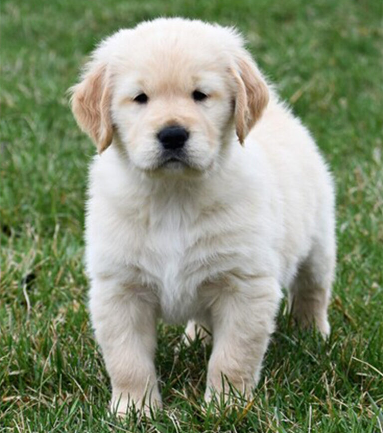 Foxwood K9 Puppies: Golden Retrievers, Siberian Husky and Soft Coated ...