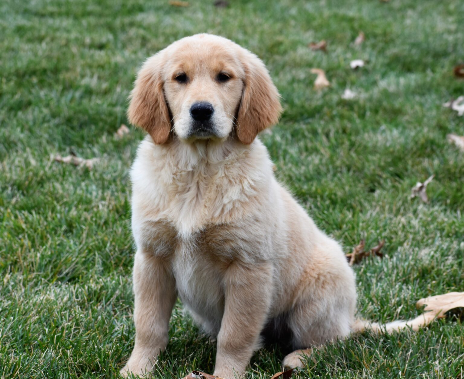 Foxwood K9 Puppies: Golden Retrievers, Siberian Husky and Soft Coated ...