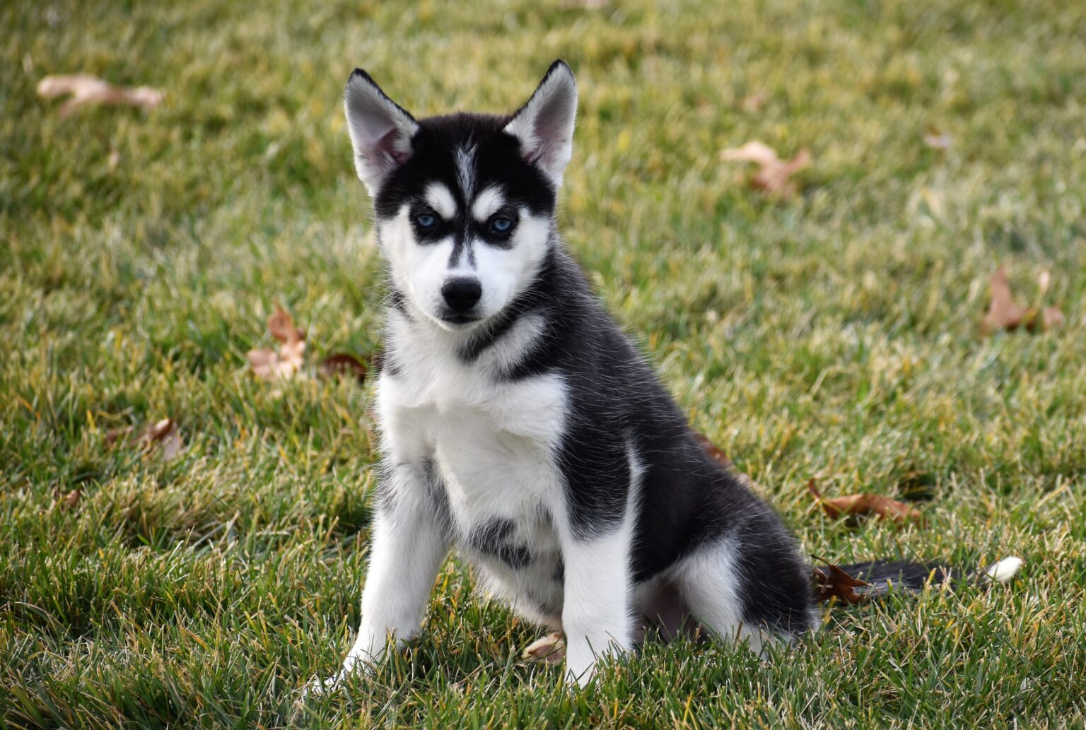 Foxwood K9 Puppies: Golden Retrievers, Siberian Husky and Soft Coated ...