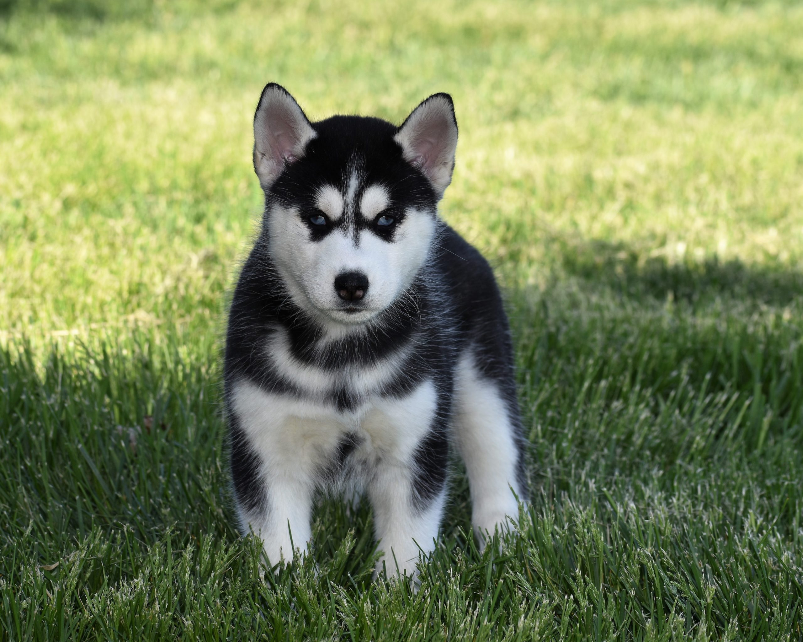 Siberian Husky Puppies in Michigan, Chicago, Indianapolis - Foxwood K9